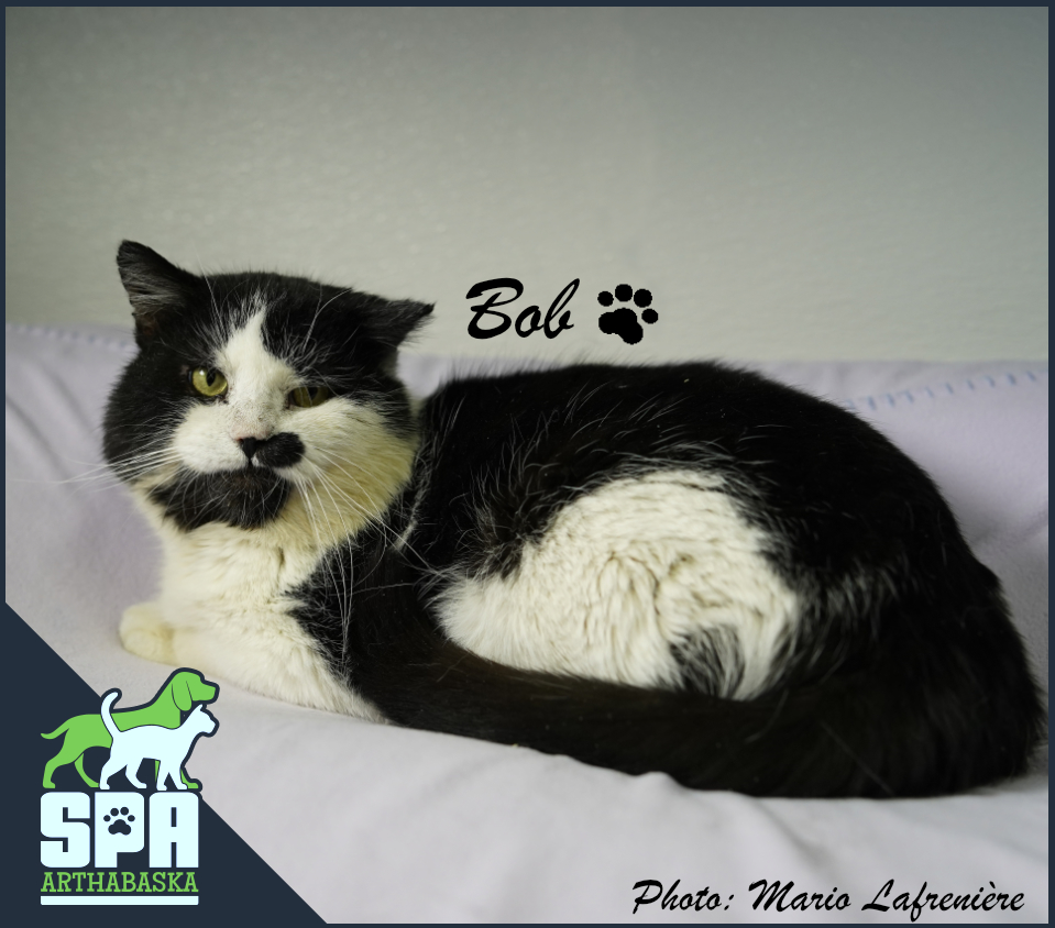 SPAA | Chats en adoption