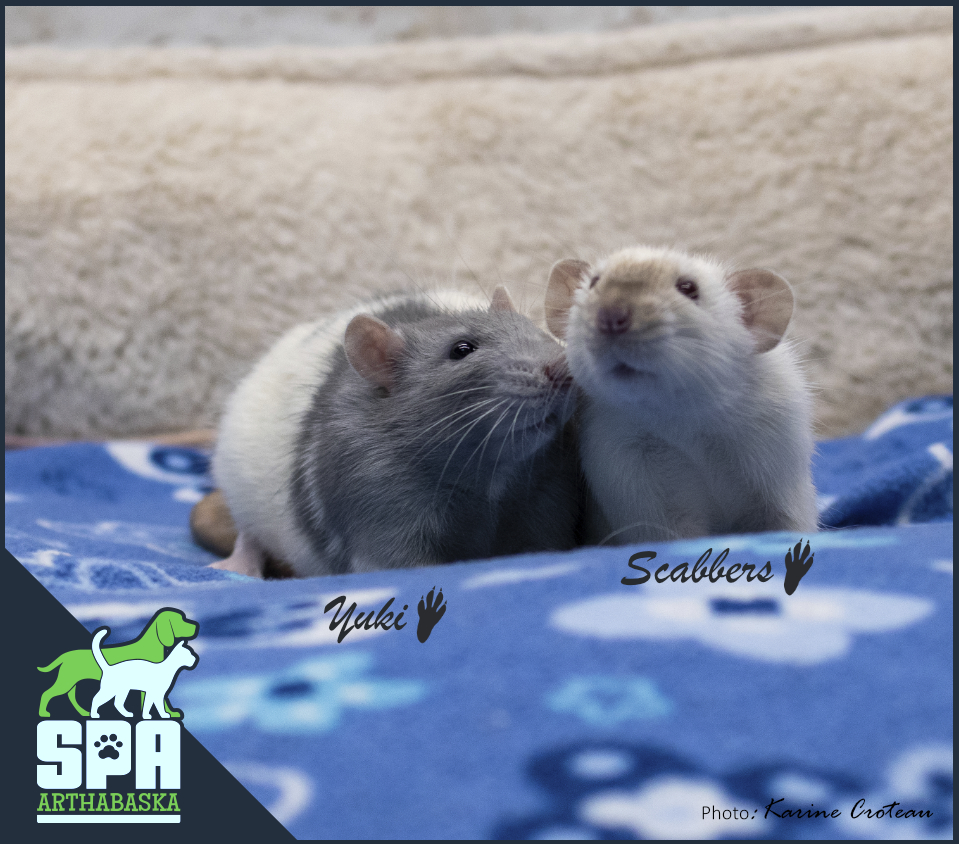 Scabbers et Yuki - 4475 4477